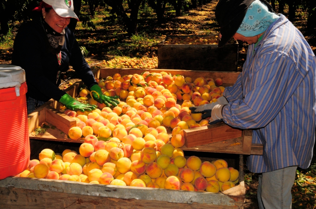 Statement of NCFC CEO Chuck Conner on President Trump’s Remarks on Ag Immigration Enforcement - NCFC